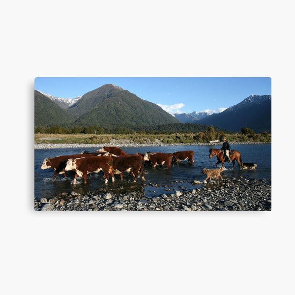 "herefords on the mahitahi river, south westland, nz" Canvas Print for ...