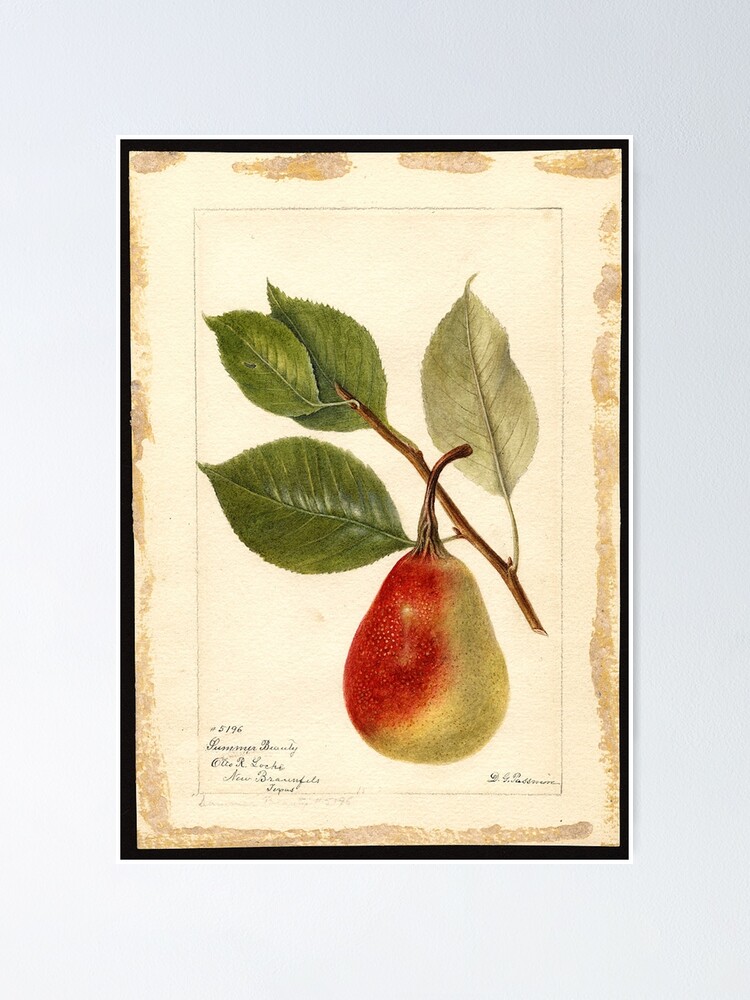 "A perfect 'pear'ing - Pear art drawing" Poster by MindChirp | Redbubble