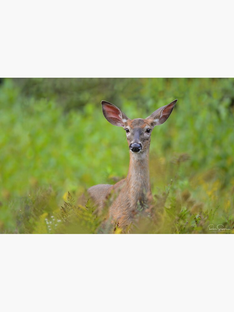 "Summer Doe" Sticker by Simpsonwildlife | Redbubble