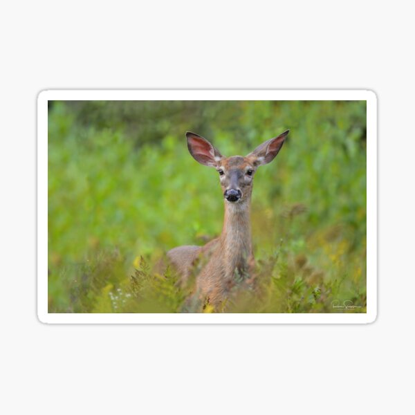 "Summer Doe" Sticker by Simpsonwildlife | Redbubble