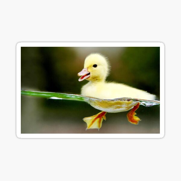 "Photo of a Cute Baby Duck" Sticker for Sale by Rekked | Redbubble