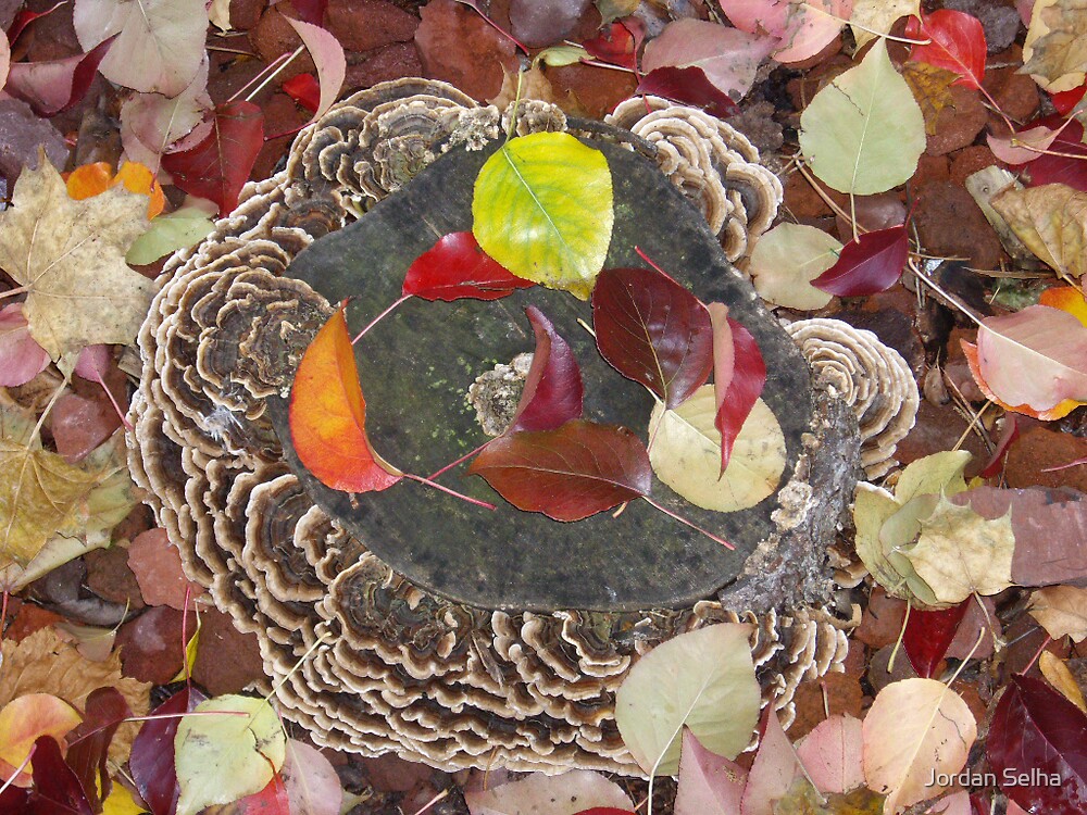 Full Circle Fungus By Jordan Selha Redbubble