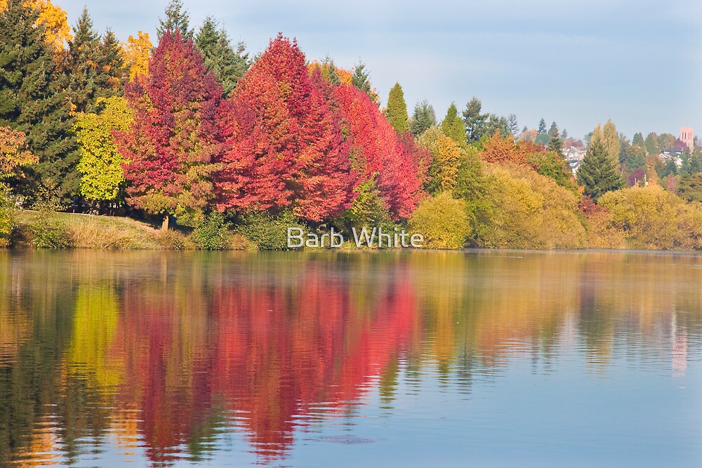 "Fall at Green Lake, Seattle, WA" by Barb White | Redbubble