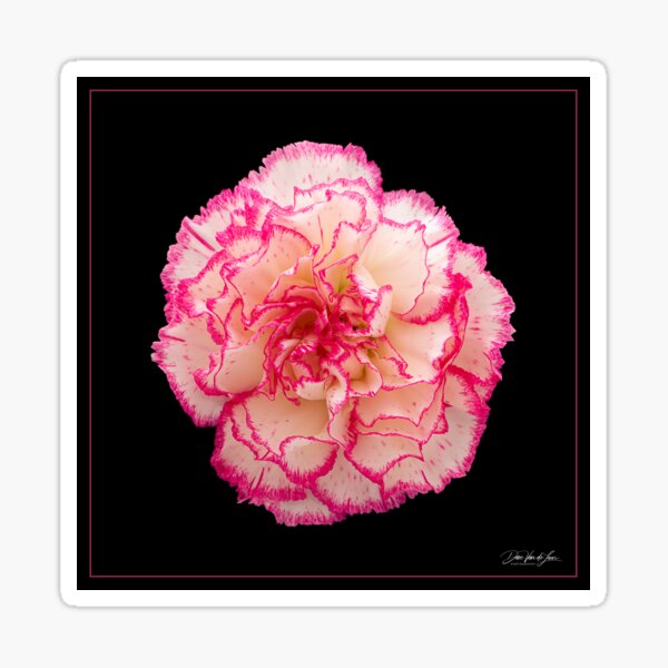 "Carnation" Sticker for Sale by Tallow | Redbubble