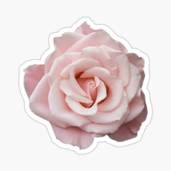 "light pink rose" Sticker for Sale by maddywahoo | Redbubble