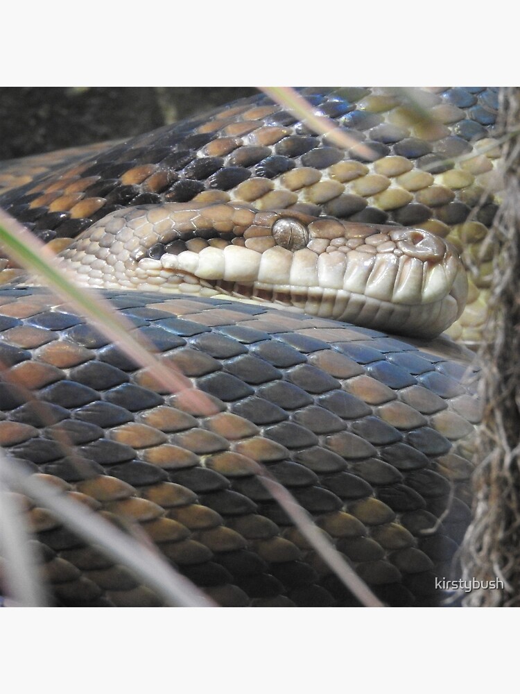 "Amethystine Python" Poster for Sale by kirstybush | Redbubble