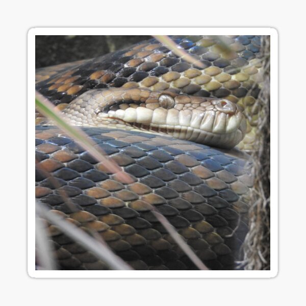 "Amethystine Python" Sticker for Sale by kirstybush | Redbubble