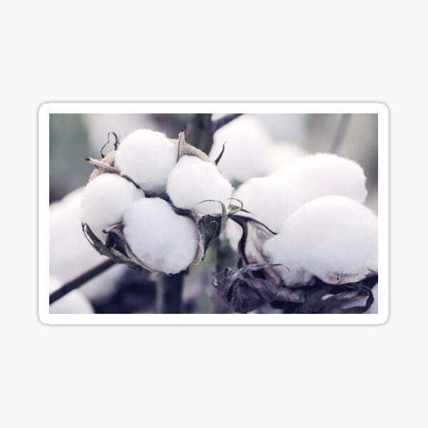 "Cotton Flower 6" Sticker for Sale by andreaanderegg | Redbubble