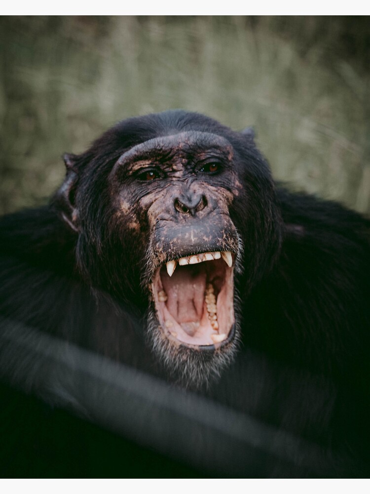 "Screaming chimpanzee" Sticker for Sale by civan | Redbubble