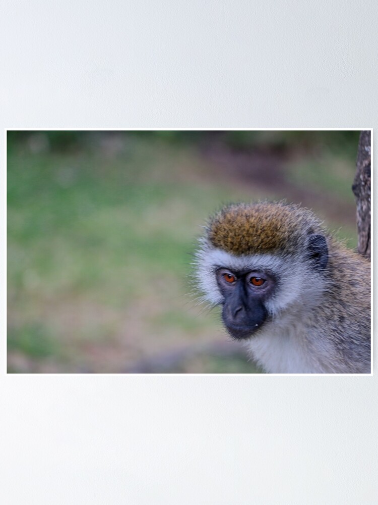 "Monkey Face" Poster for Sale by polytyc | Redbubble