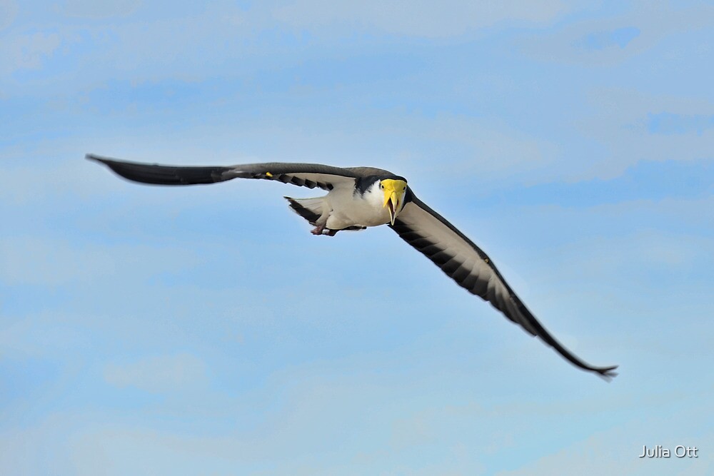 "Swooping Plover" by Julia Ott | Redbubble