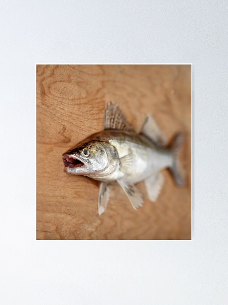 "walleye with open mouth" Poster by mrivserg | Redbubble