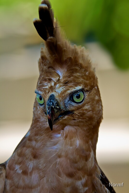 "Javan Hawk-Eagle, Nisaetus bartelsi" by Normf | Redbubble