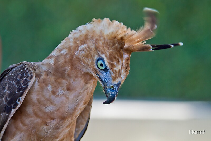 "The Javan Hawk-Eagle, Nisaetus bartelsi " by Normf | Redbubble