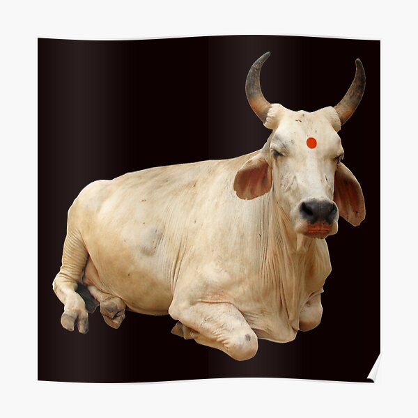 "Gao Mata / Sacred Cow" Poster by Zimbo-Zimbo | Redbubble