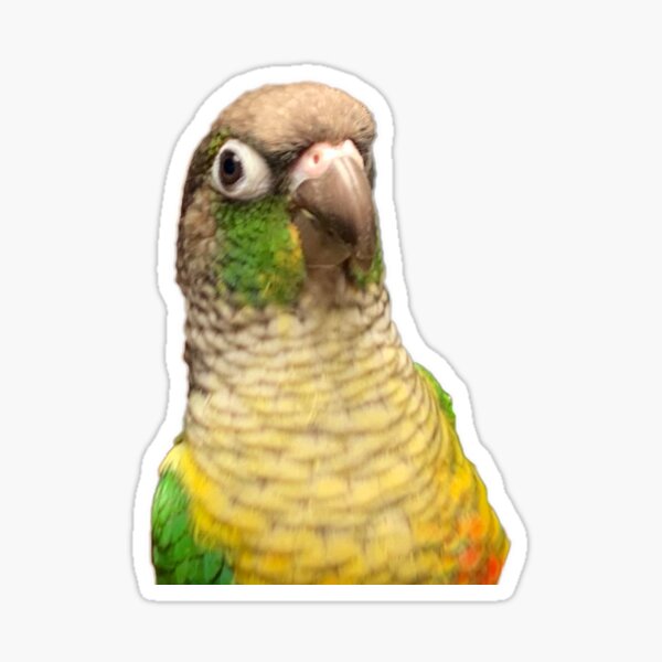 "Green Cheek Conure" Sticker by synthesizer | Redbubble