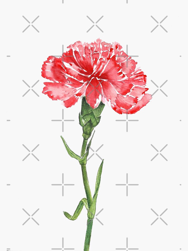 "Red Carnation " Sticker for Sale by BohemianEleven | Redbubble