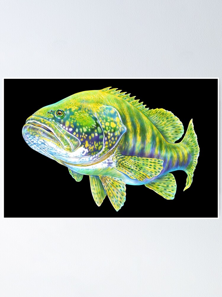 "Goliath Grouper" Poster by TimJeffsArt | Redbubble