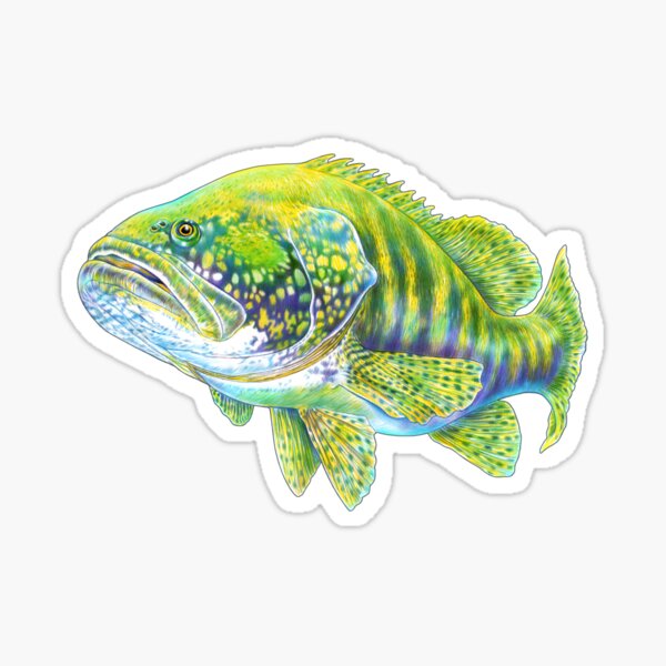 "Goliath Grouper" Sticker by TimJeffsArt | Redbubble