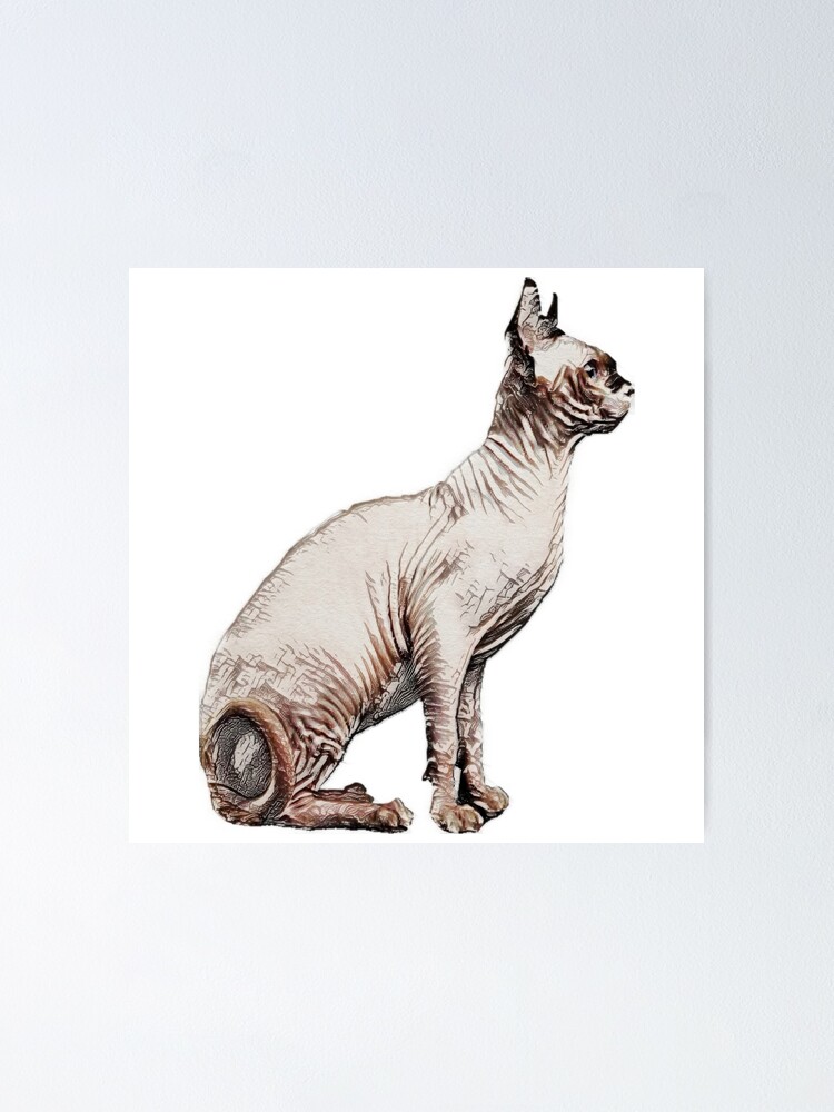 Sphynix Cat Hairless Cat Poster For Sale By Mandala108 Redbubble