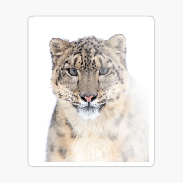 "Portrait of a Snow Leopard" Sticker for Sale by darby8 | Redbubble