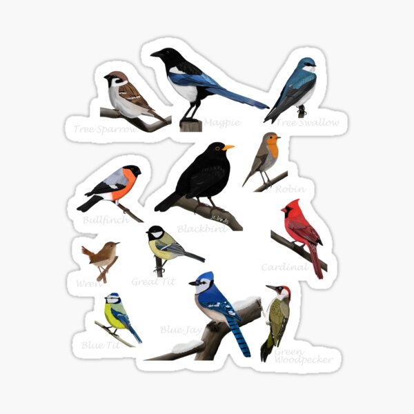 "Backyard Birds Drawing" Sticker by jz-birds | Redbubble