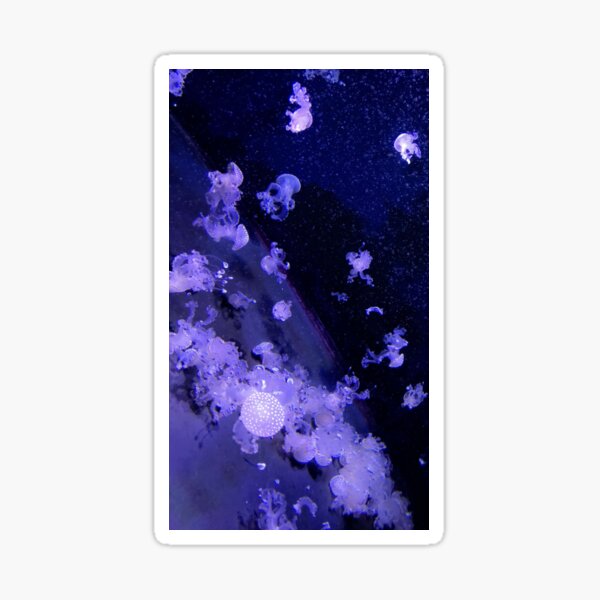 "Jelly Belly" Sticker for Sale by vallee2098 | Redbubble