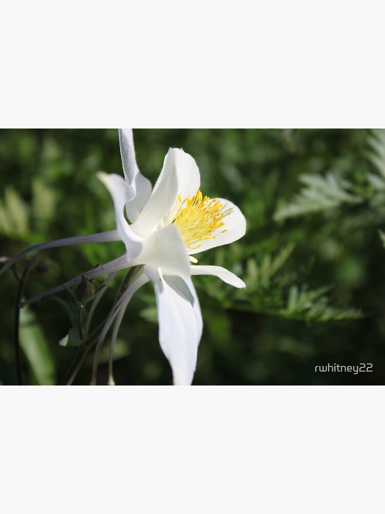 "Columbine" Poster for Sale by rwhitney22 | Redbubble