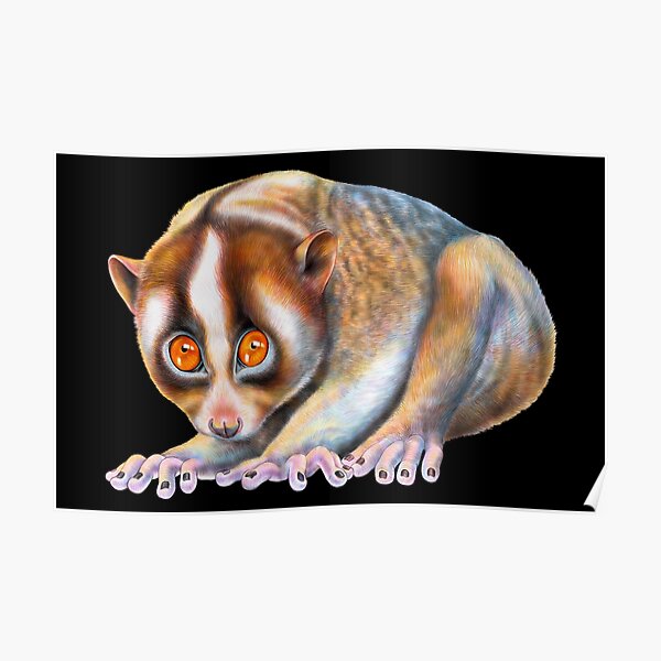 "Slow Loris" Poster by TimJeffsArt | Redbubble