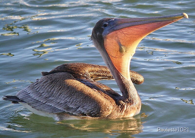 "You can see the Fish and his Tail in the Pelicans Gullet" by ...