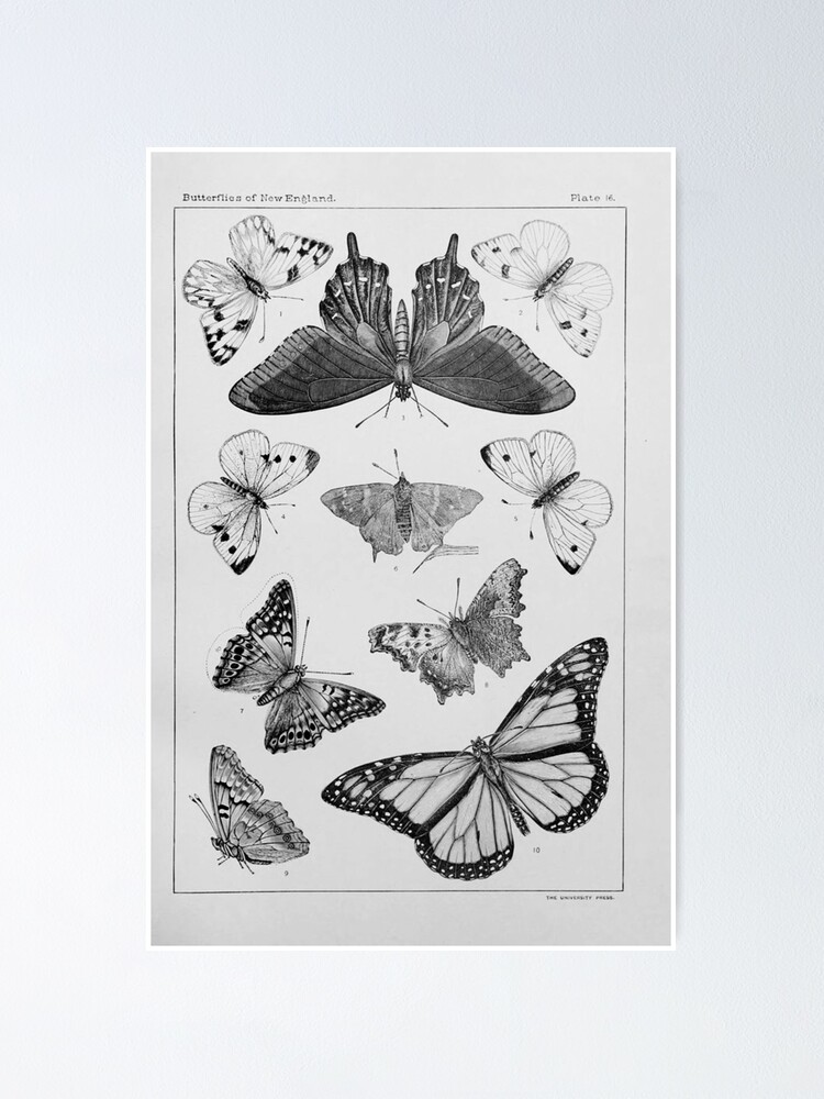 "Butterfly Chart" Poster by bohoDecor | Redbubble