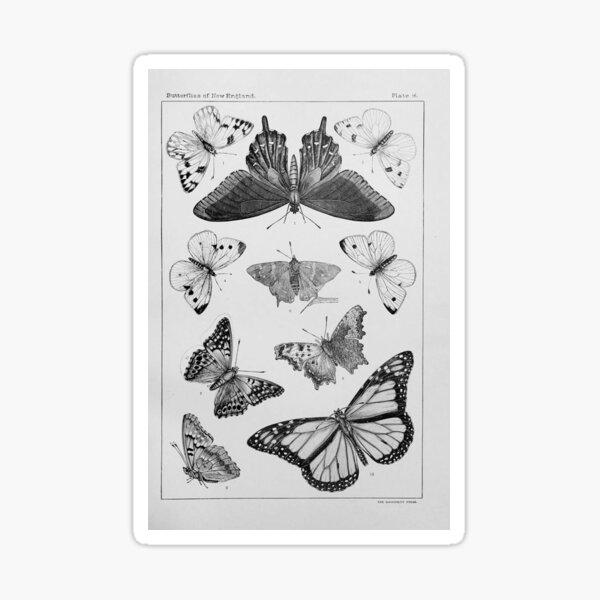 "Butterfly Chart" Sticker by bohoDecor | Redbubble