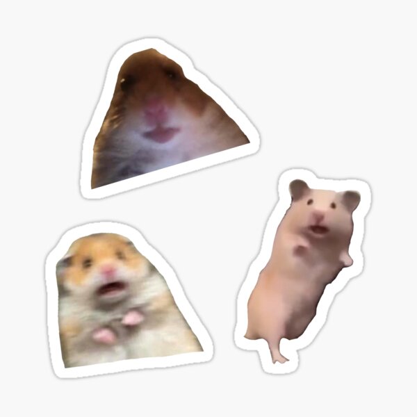 "Funny hamster meme stickers" Sticker by Think1nk | Redbubble