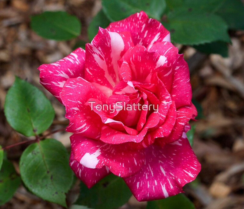 "Pink and white variegated rose" by TonySlattery | Redbubble