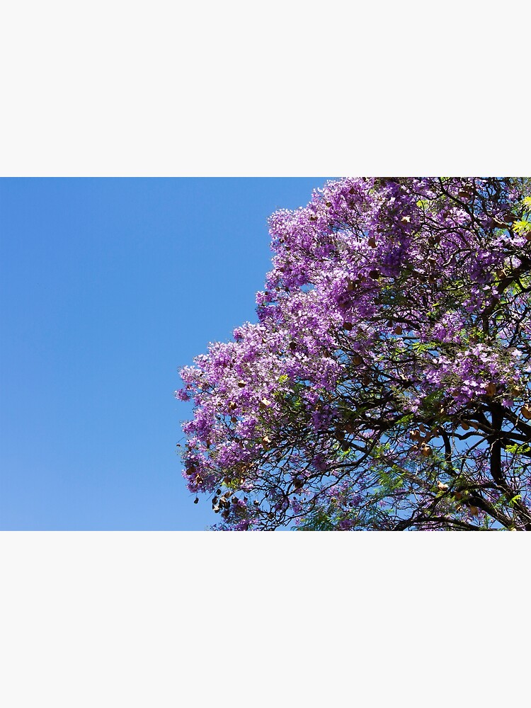 "Jacaranda trees in spring" Poster by ashleighapples | Redbubble