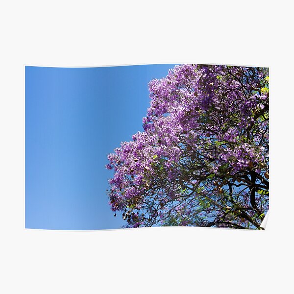 "Jacaranda trees in spring" Poster by ashleighapples | Redbubble