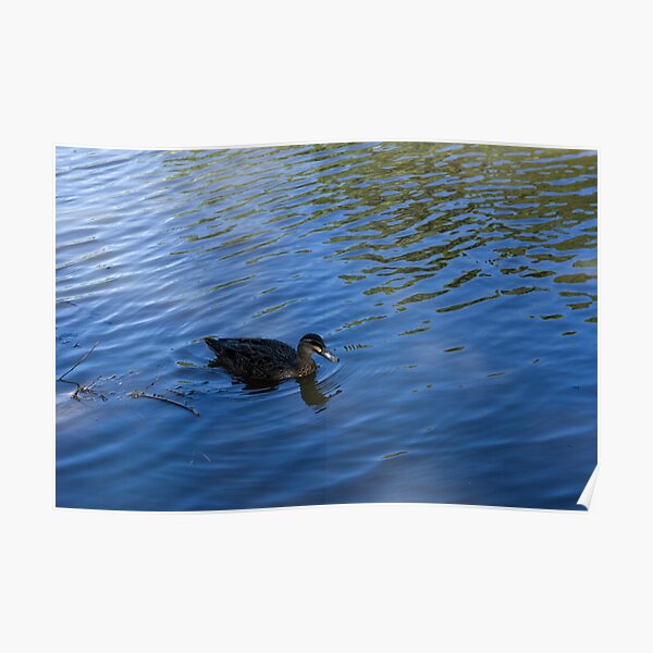 "Dunk pond in Adelaide" Poster for Sale by ashleighapples | Redbubble