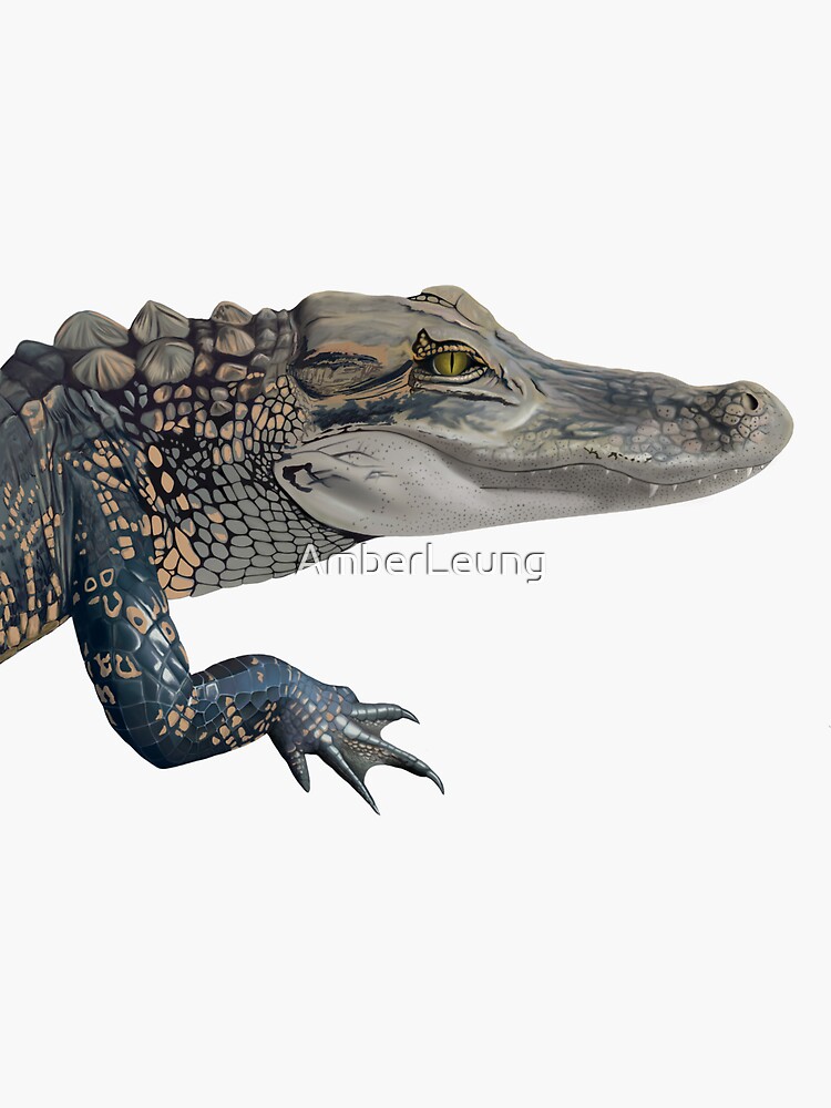 "American Alligator" Sticker for Sale by AmberLeung | Redbubble
