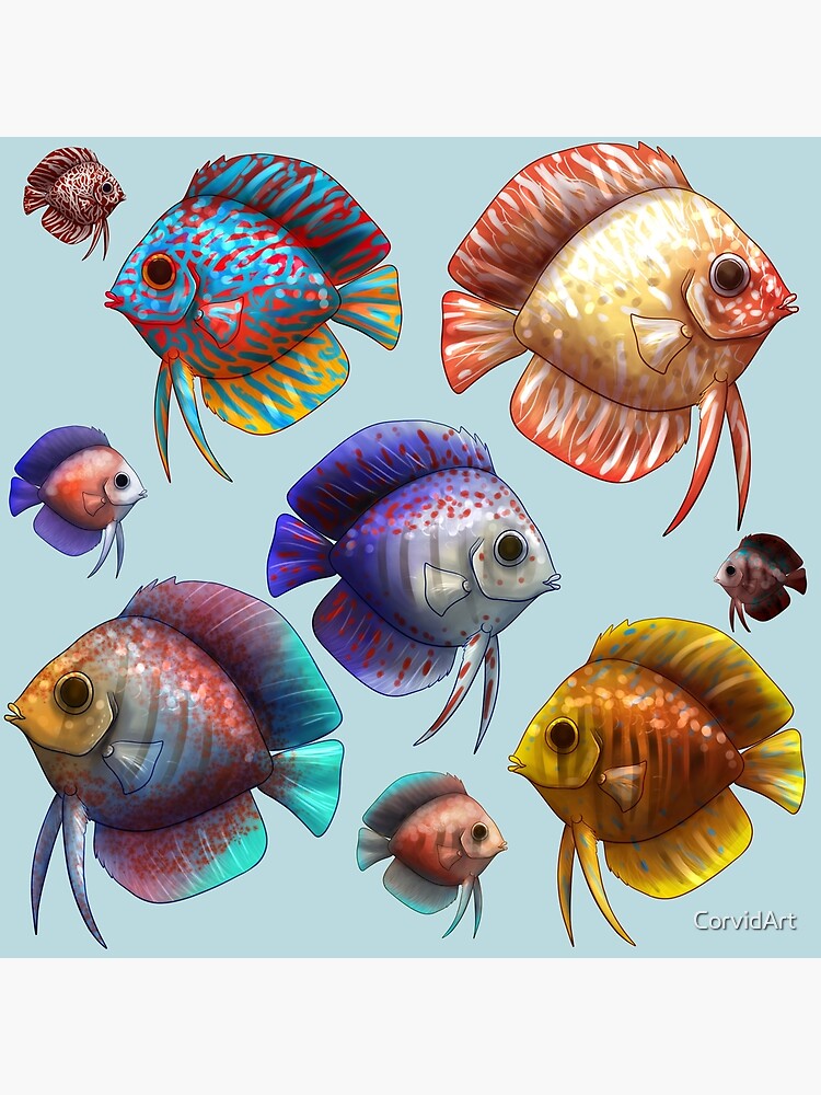 "A colourful selection of discus fish" Poster by CorvidArt | Redbubble