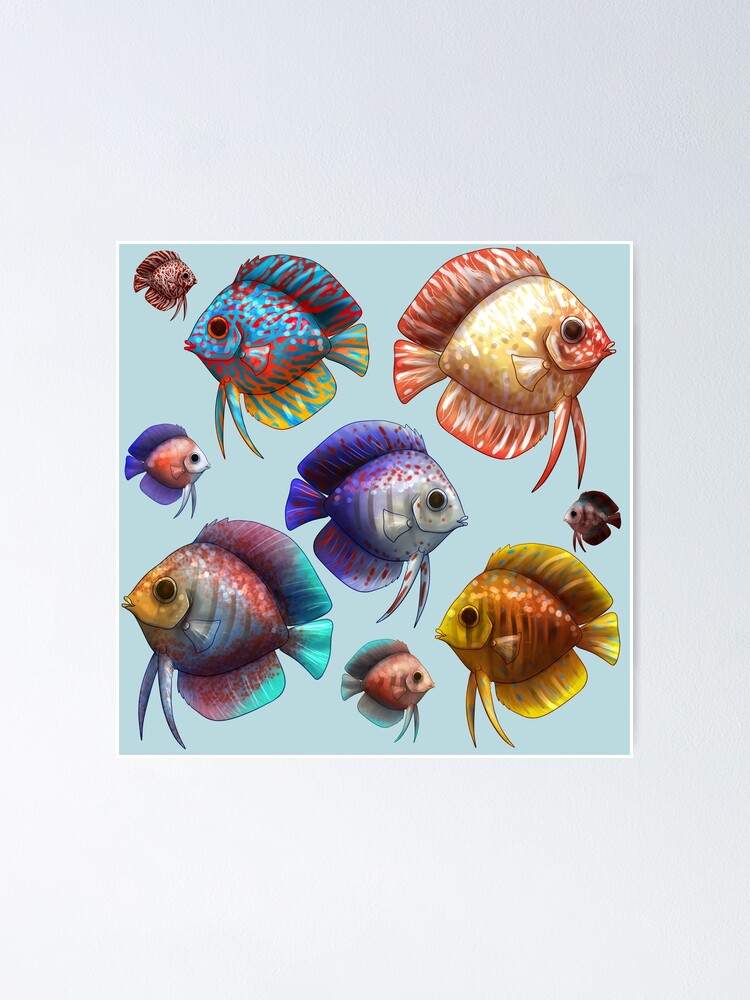 "A colourful selection of discus fish" Poster by CorvidArt | Redbubble
