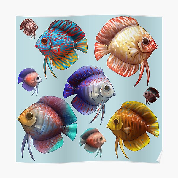 "A colourful selection of discus fish" Poster by CorvidArt | Redbubble
