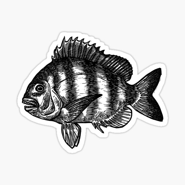 "Sheepshead, Saltwater Fish" Sticker for Sale by St-Lukes-Attic | Redbubble