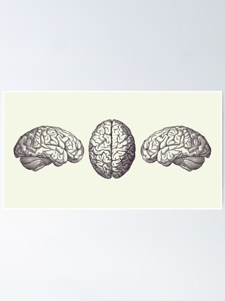 "Human Brain - Triple View - Vintage Anatomy Print 2" Poster for Sale ...
