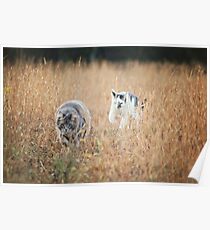 Warrior Cats: Posters | Redbubble