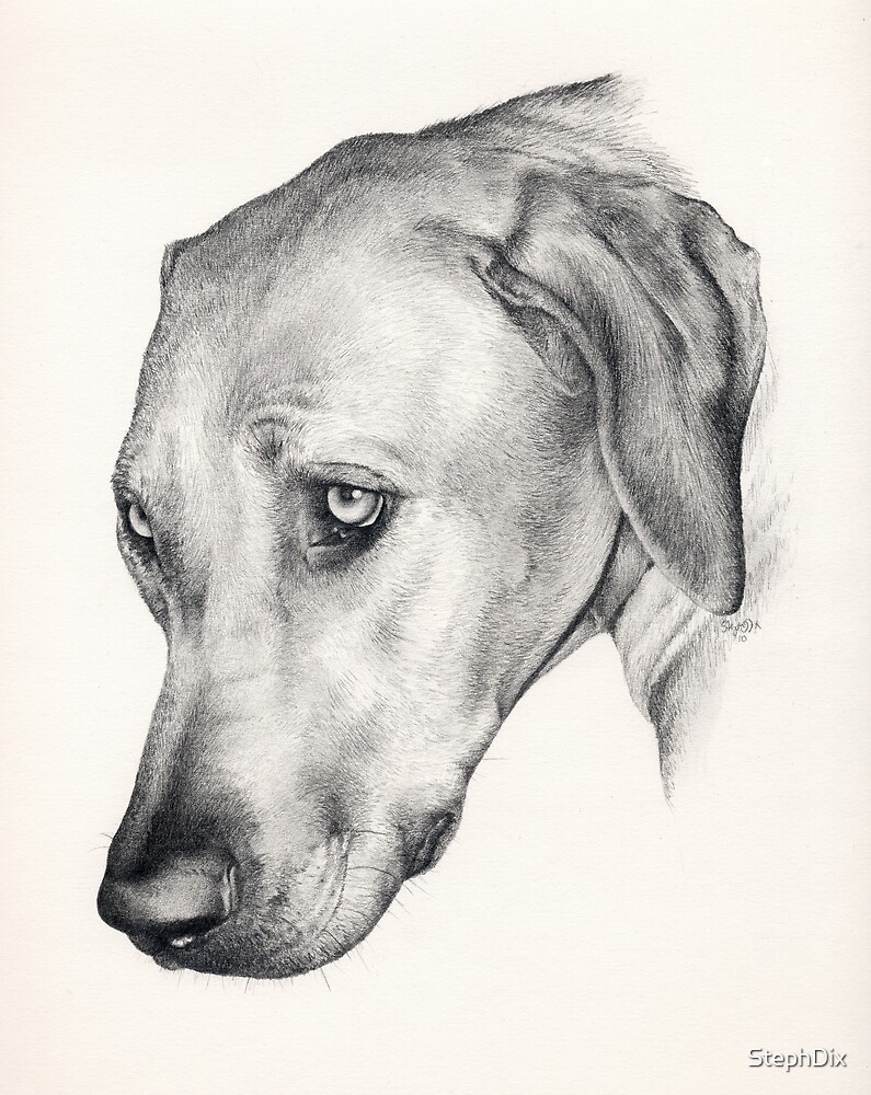 "Rhodesian Ridgeback" by StephDix | Redbubble