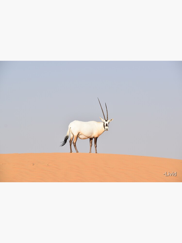 "Arabian Oryx" Sticker for Sale by -Livid | Redbubble