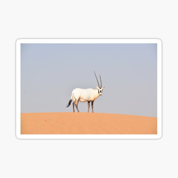 "Arabian Oryx" Sticker for Sale by -Livid | Redbubble
