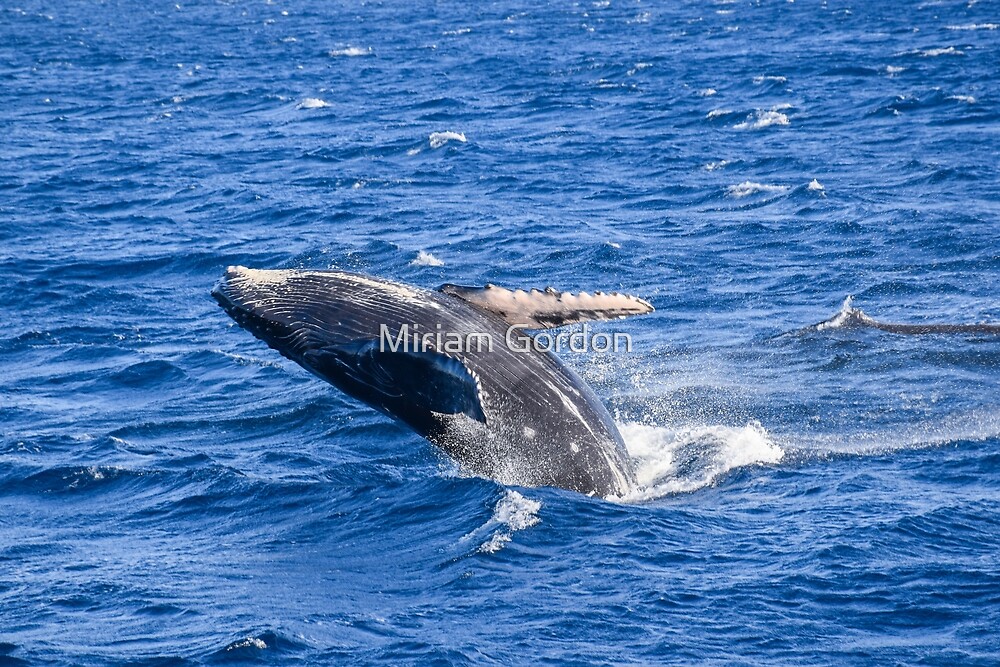 "Baby Humpback Whale Breaching" by Miriam Gordon | Redbubble