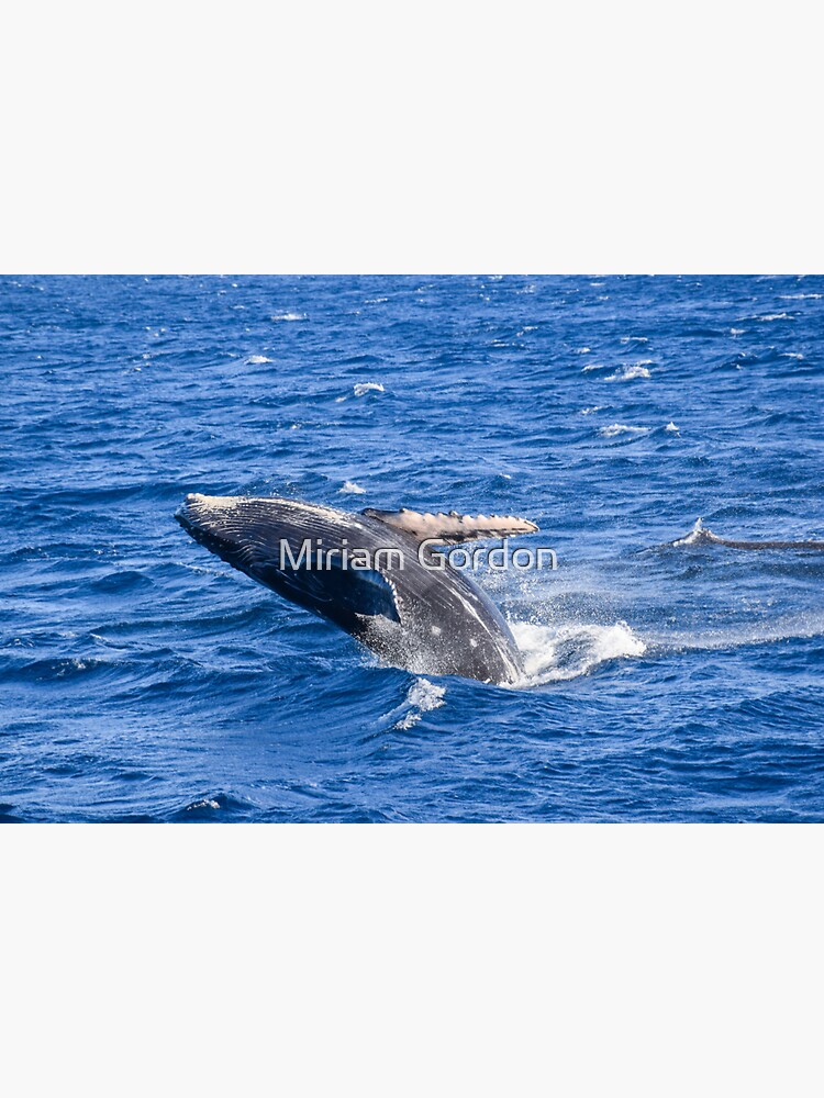 "Baby Humpback Whale Breaching" Sticker for Sale by MiriamCelia | Redbubble