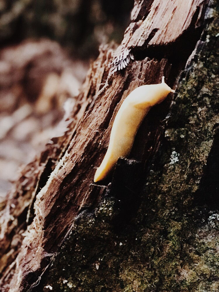 "lil sluggy " Sticker for Sale by haikufortwo | Redbubble